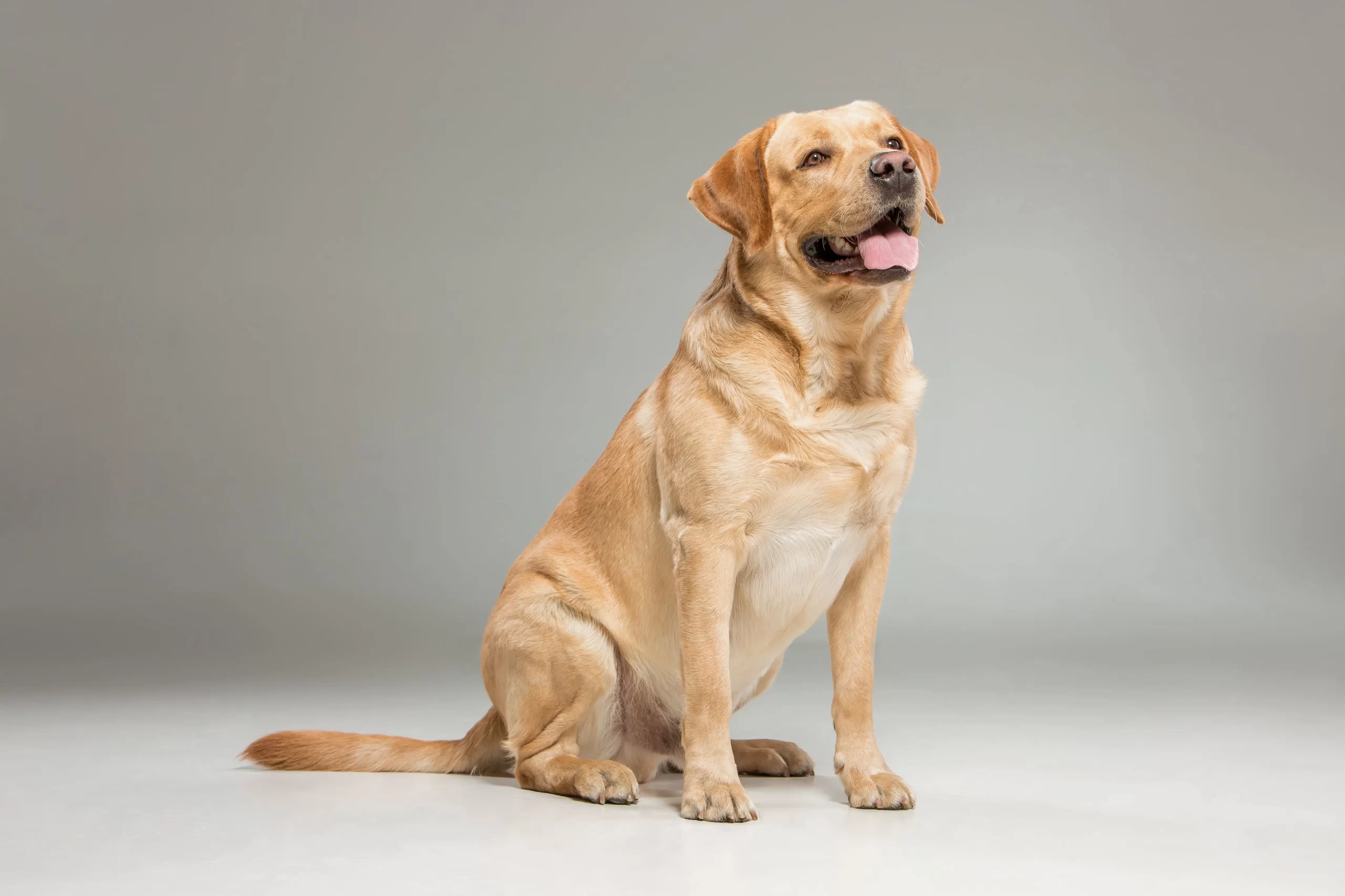 What is otitis in dogs? Causes and Treatment - ANNVIO